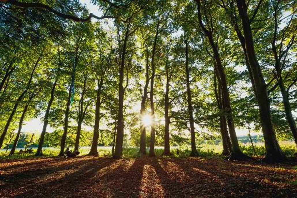 Mill Farm Trees helps South Downs National Park - Mill Farm Trees ...